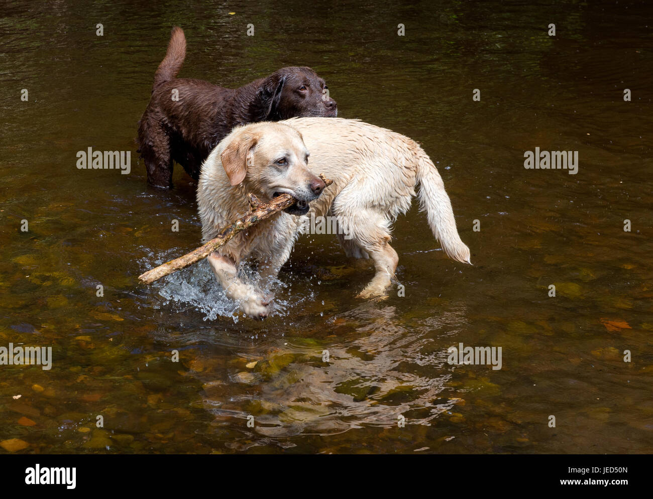 Labradors playing in The North River Esk at Roslin Glen in Midlothian ...
