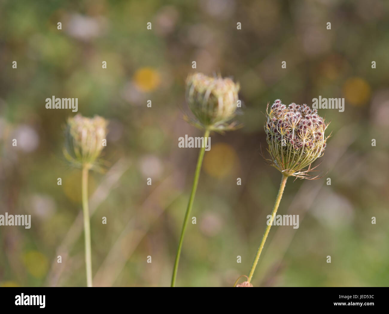 bud of a flower with hundreds of sticky seeds Stock Photo - Alamy