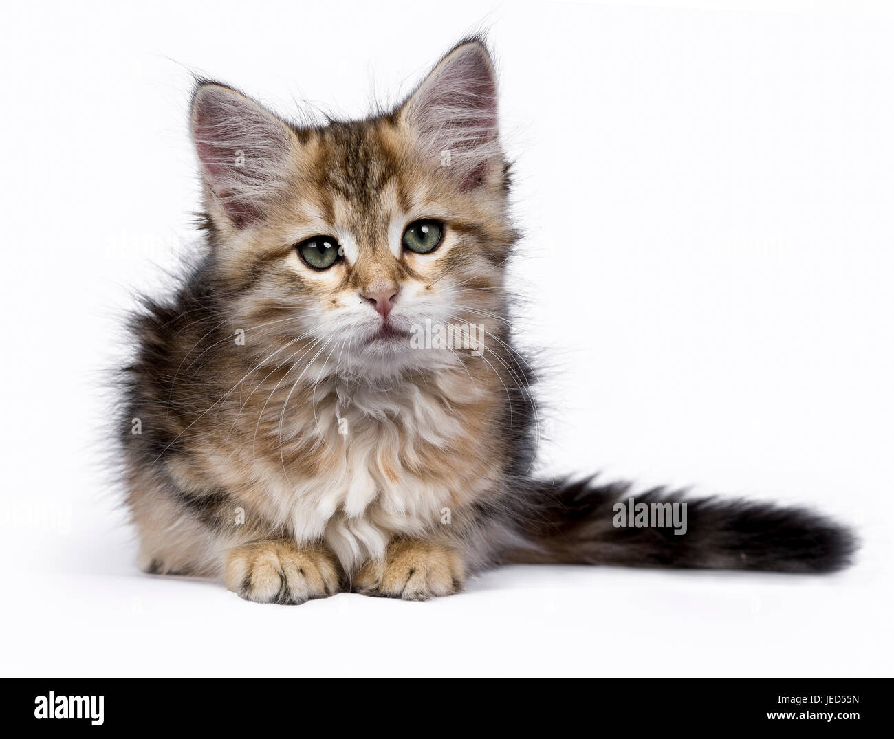 Black tabby Siberian Forest cat / kitten laying isolated on white ...