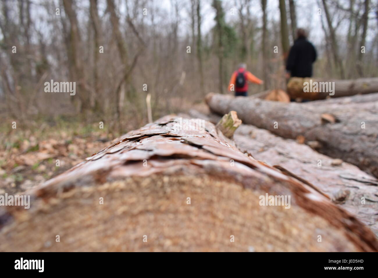 Long tree chump Stock Photo - Alamy