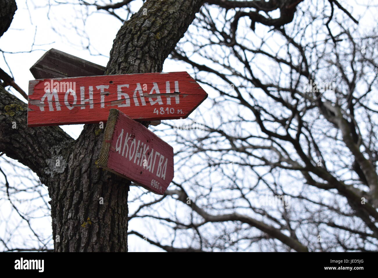 Signs on the tree Stock Photo - Alamy