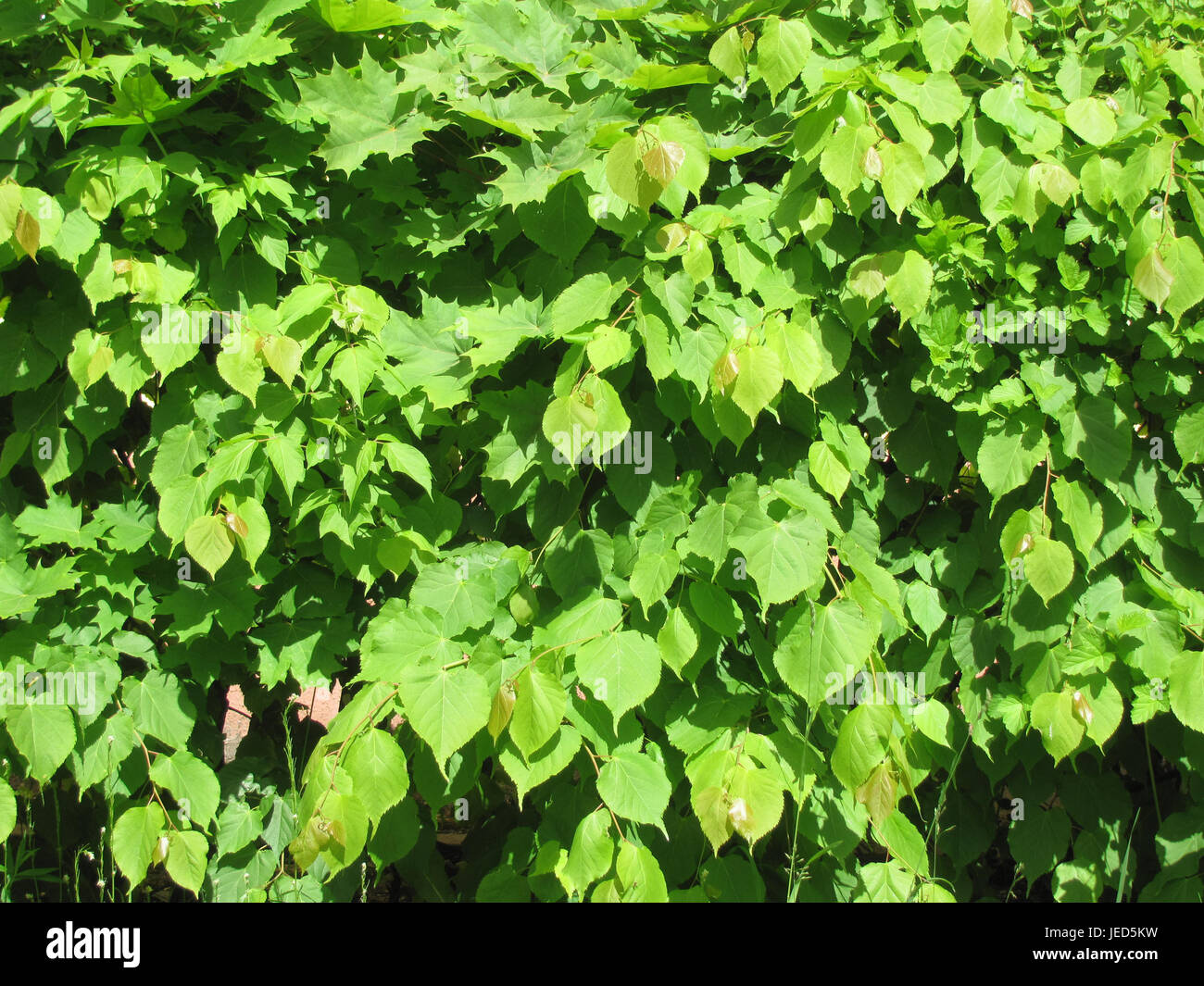 Green bushes, background, texture Stock Photo - Alamy