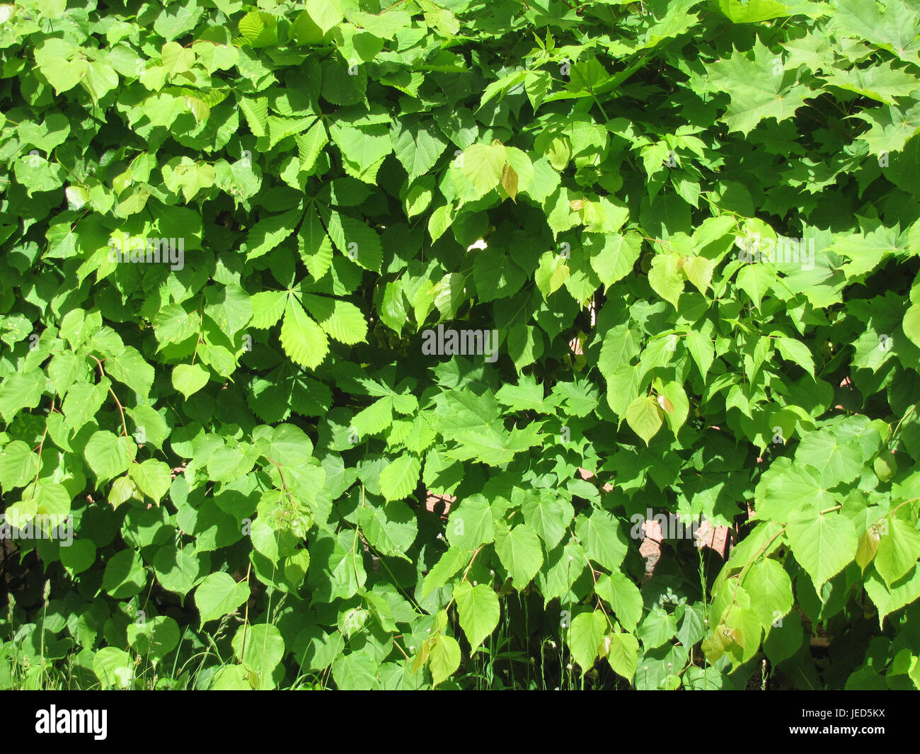 Green bushes, background, texture Stock Photo - Alamy