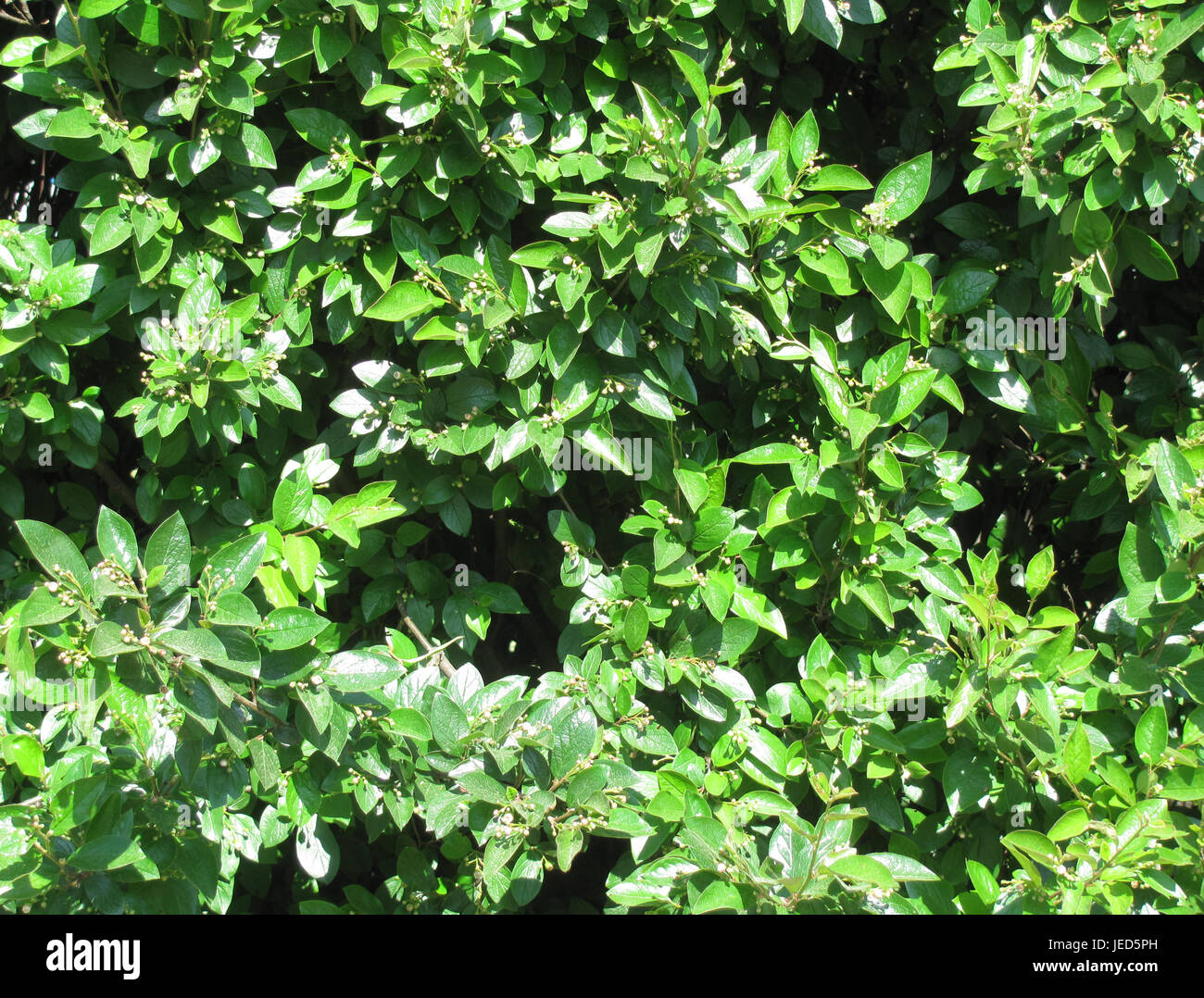 Green bushes, background, texture Stock Photo - Alamy