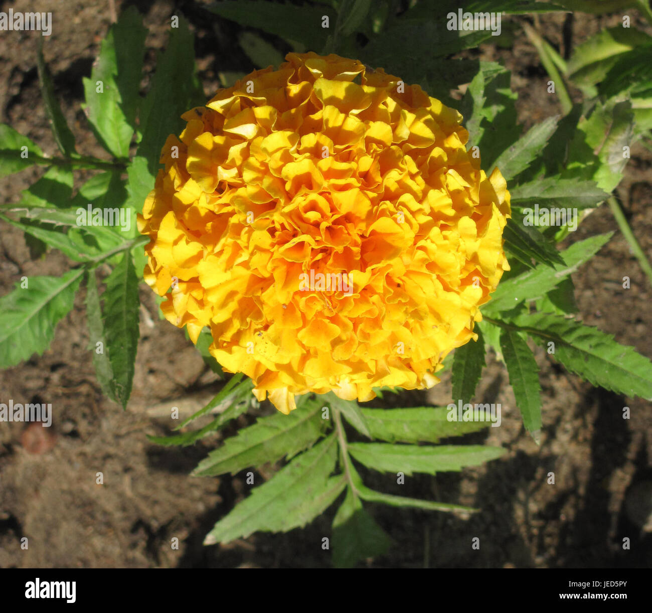 Flower Tagetes, Marigolds Stock Photo - Alamy