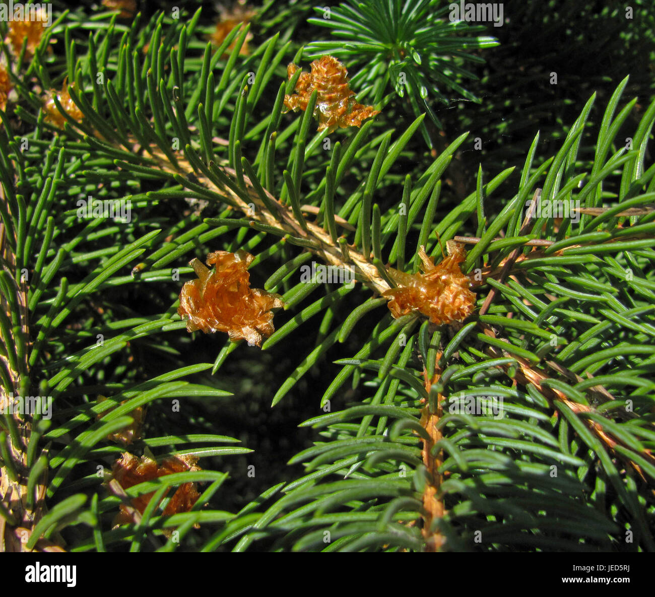 Spruce branches, close-up Stock Photo - Alamy