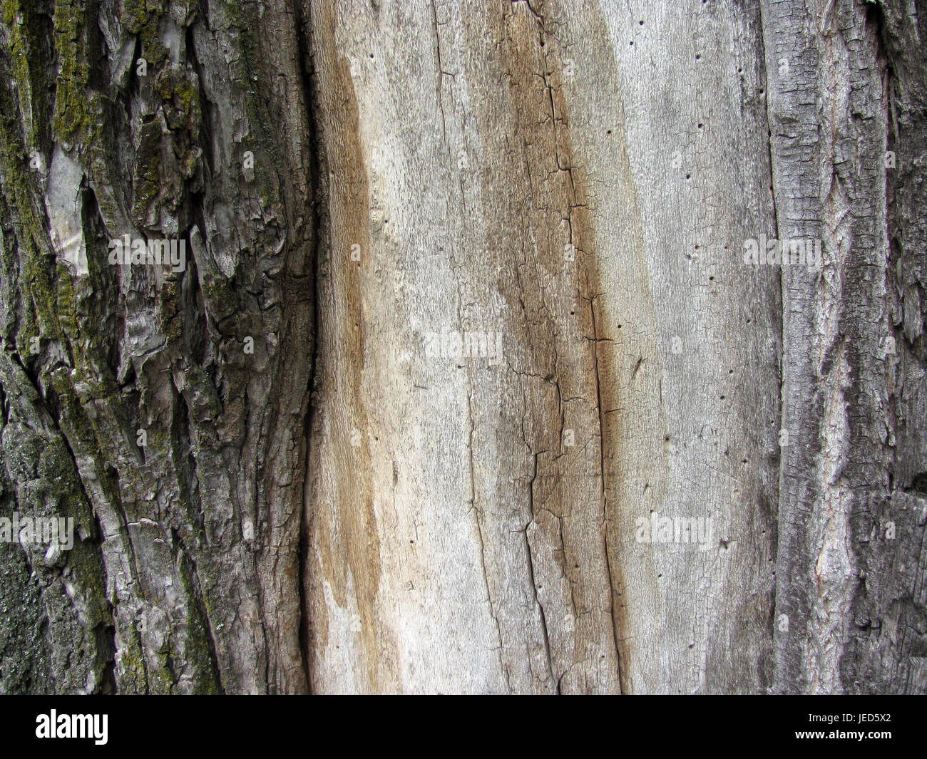 Peeled bark from tree, background, texture Stock Photo - Alamy