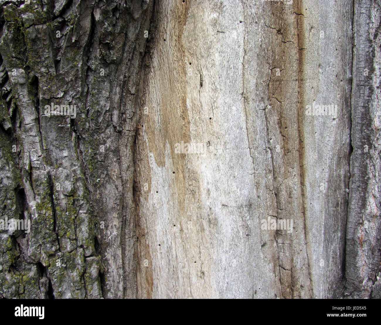 Bark peeling from tree hi-res stock photography and images - Alamy