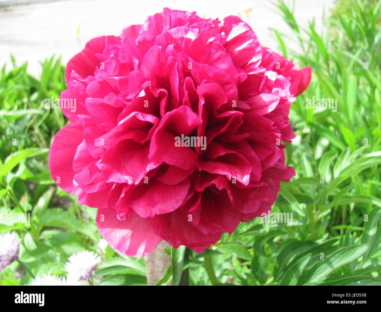 Pink white peonie hi-res stock photography and images - Alamy