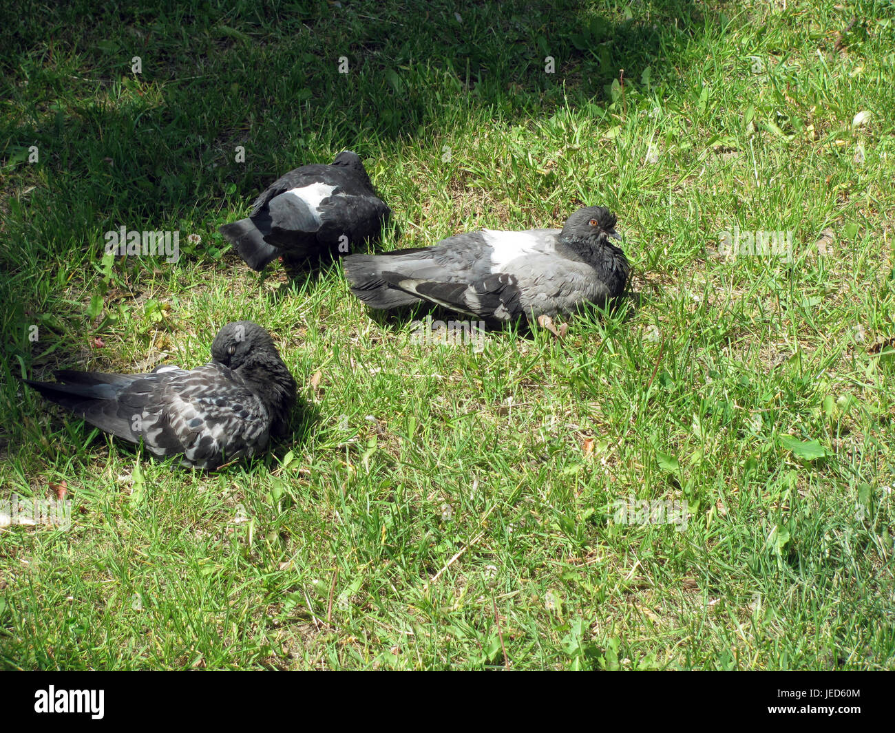 Small white pigeon hi-res stock photography and images - Alamy