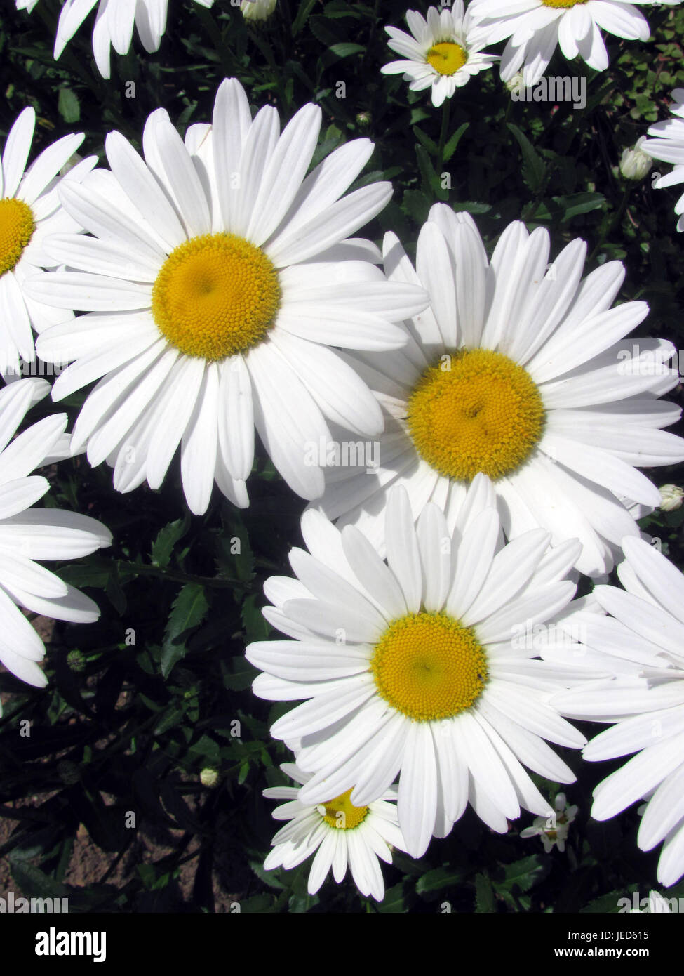 Beautiful chamomile flowers close up hi-res stock photography and ...