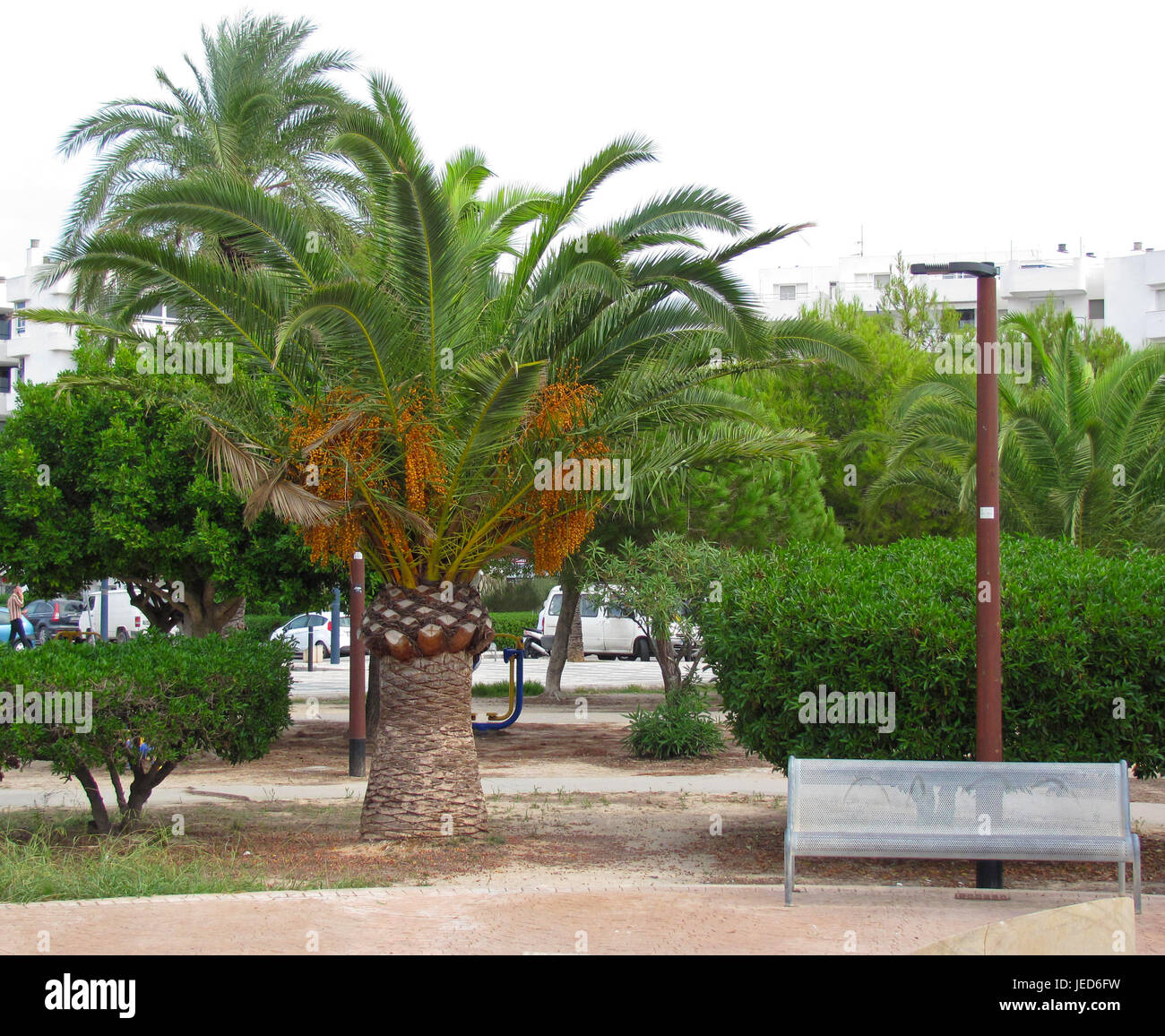 Beautiful palm tree in the city, next to a bench Stock Photo - Alamy