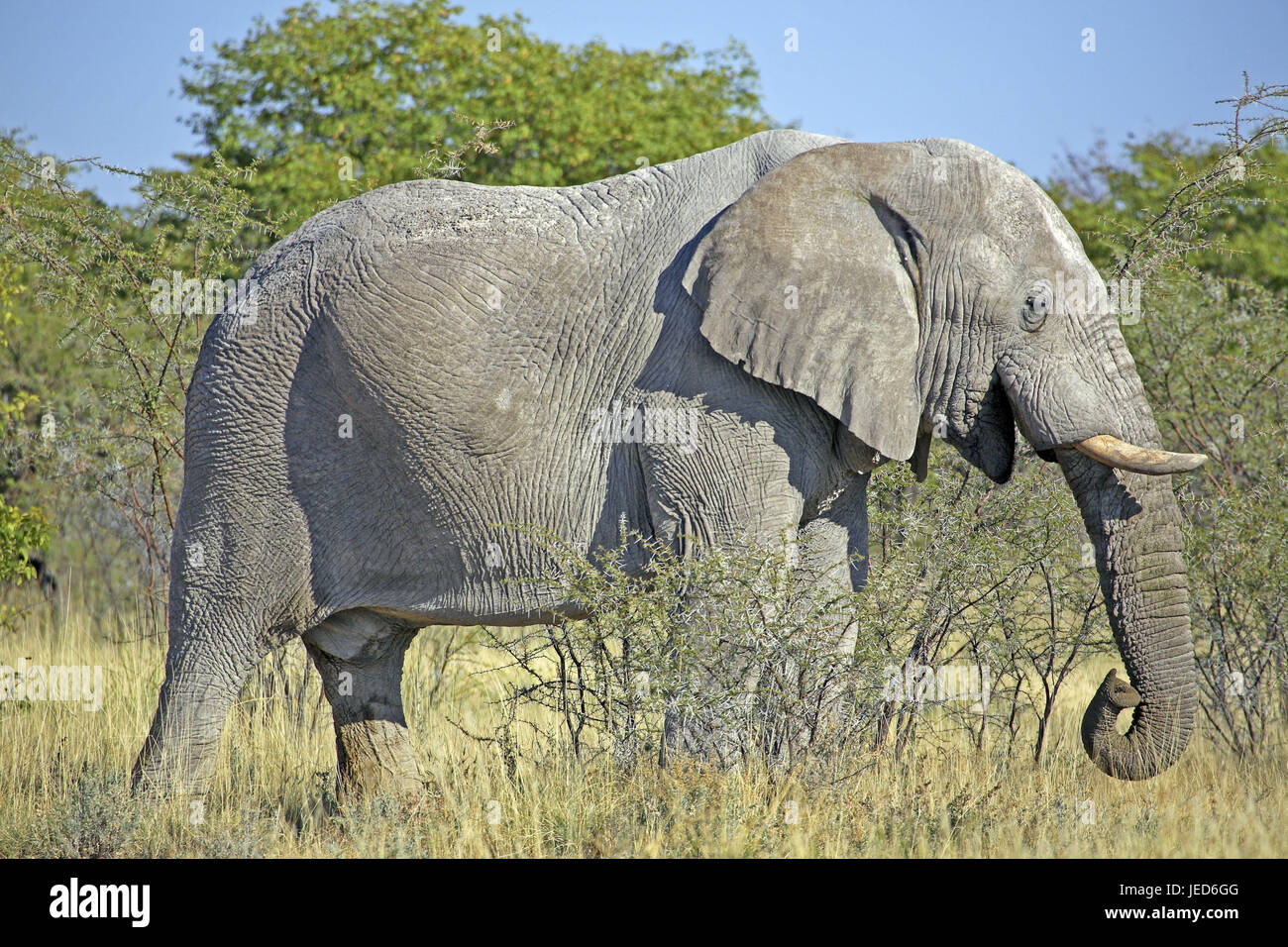Ovamboland hi-res stock photography and images - Alamy