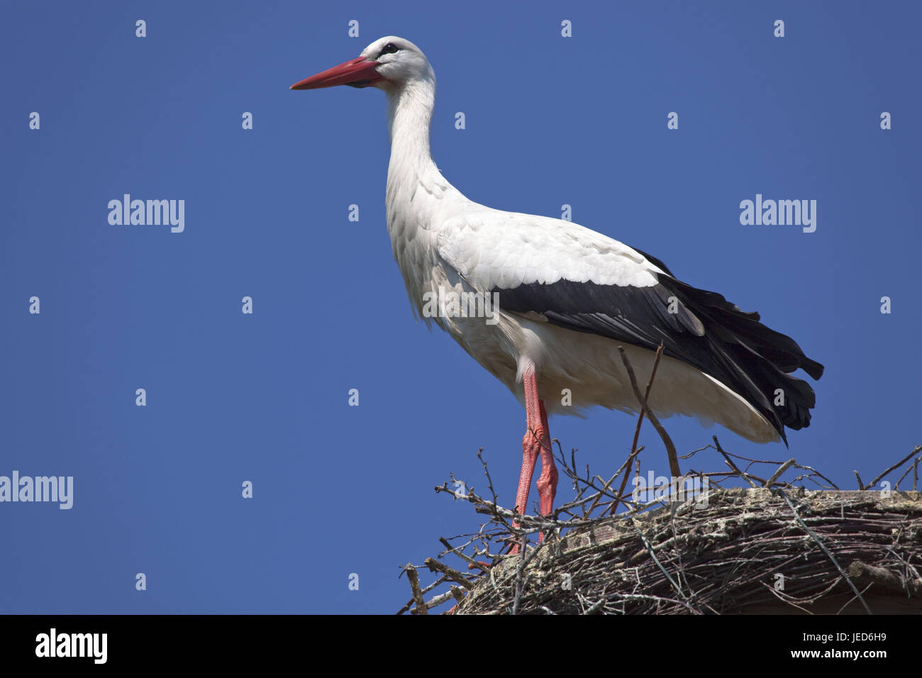 Stork, island Föhr, the North Sea, North Sea island, North Sea coast ...