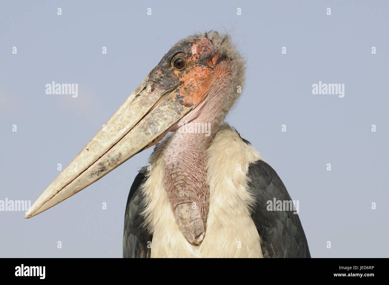 Marabou stork ethiopia africa hi-res stock photography and images - Alamy