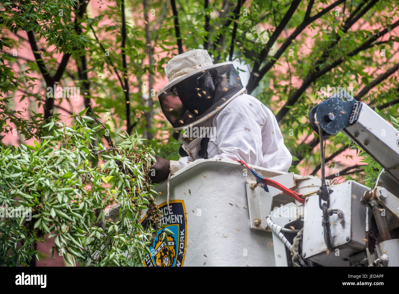 New York, NY 21 June 2017 - A Beekeeper and member of the NYPD ...