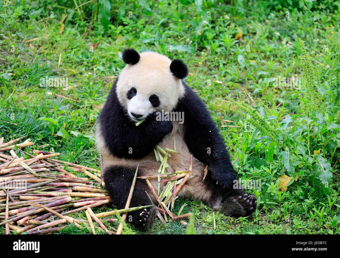 Chengdu. 24th June, 2017. Photo taken on May 3, 2017 shows giant panda ...