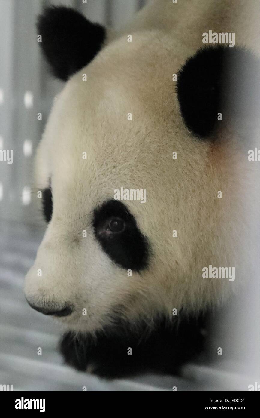 Chengdu. 24th June, 2017. Giant panda "Meng Meng" waits for boarding a ...