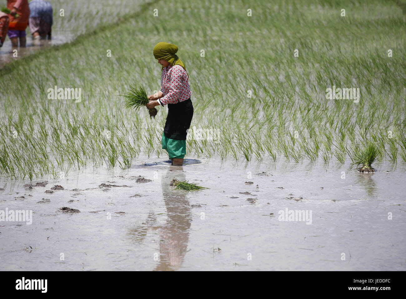June 2017 lalitpur nepal nepalese hi-res stock photography and images ...