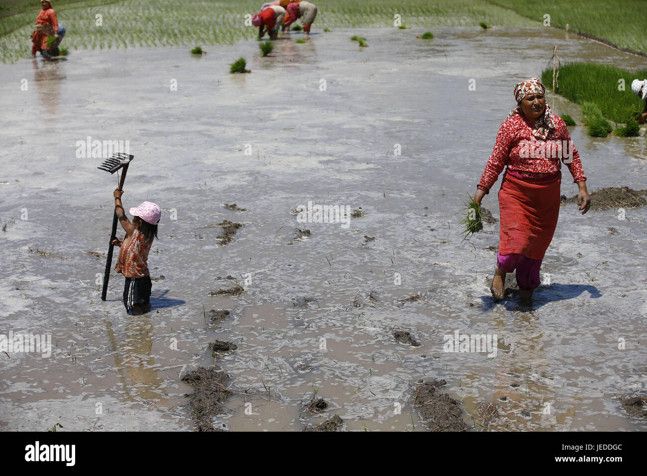 Lalitpur, Nepal. 24th June, 2017. Nepalese farmers plant rice at their ...
