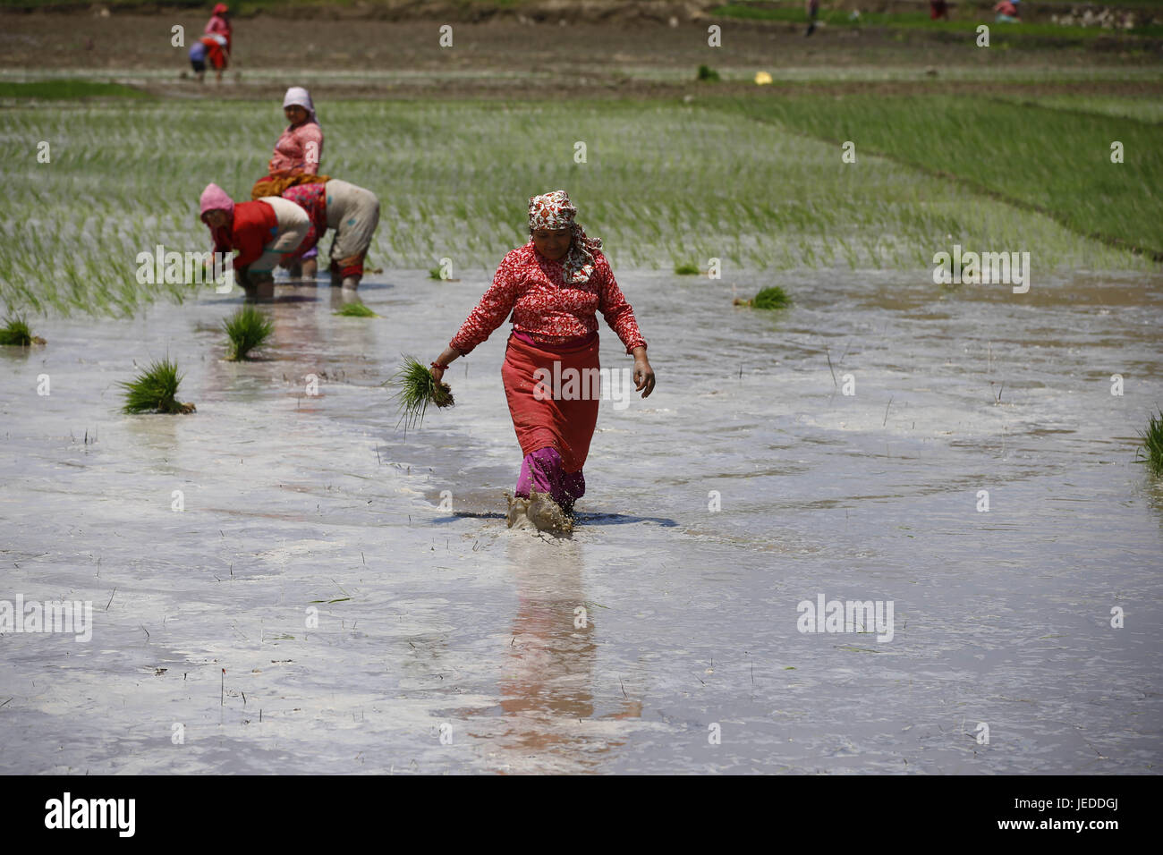 Farmer walks in rice field hi-res stock photography and images - Alamy