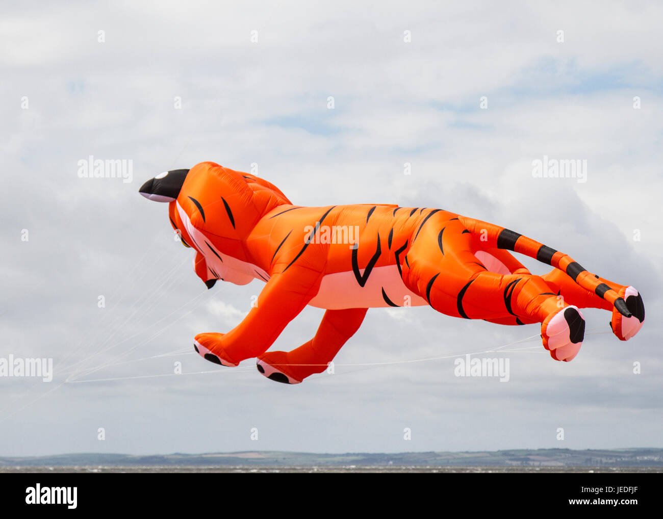 A tiger shaped kite soaring up in the sky in Morecambe, Lancashire, UK ...
