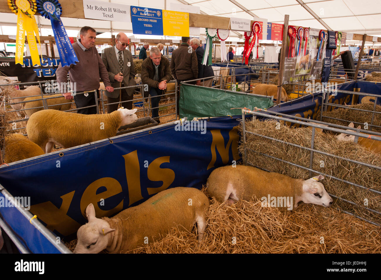 Highland cattle market uk hi-res stock photography and images - Alamy