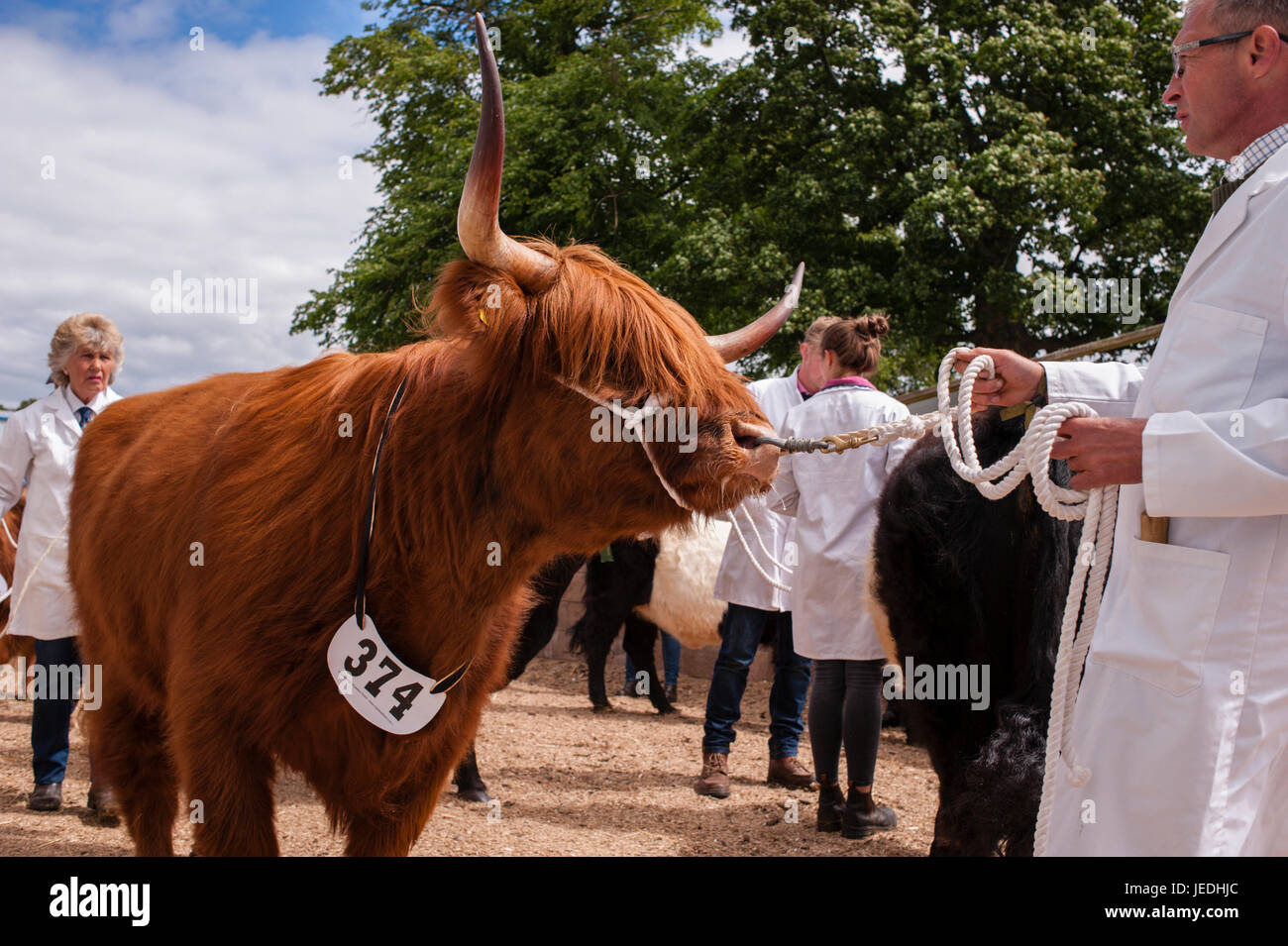 Highland cattle market uk hi-res stock photography and images - Alamy