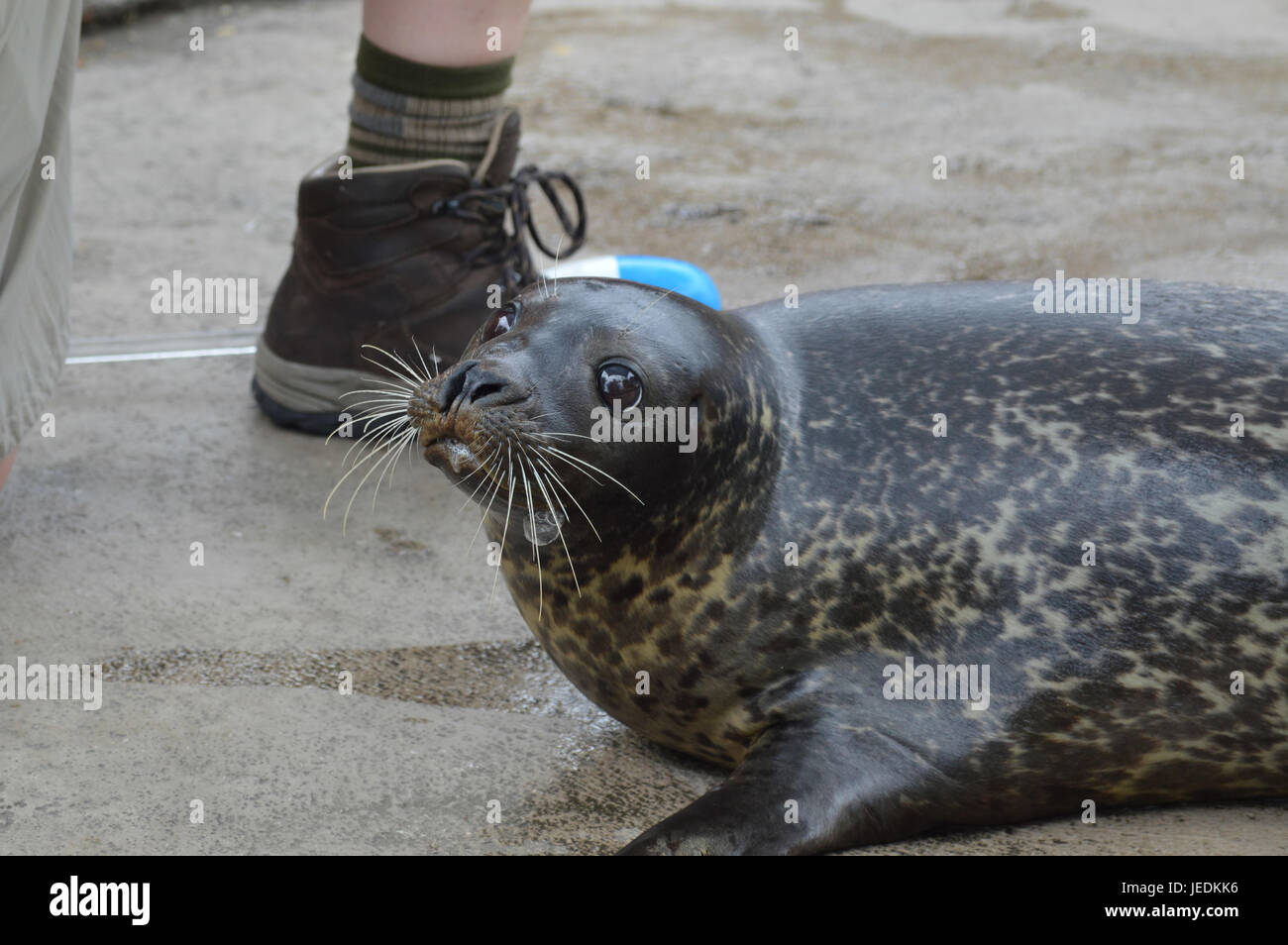 Zookeeper working with a harbor seal Stock Photo - Alamy