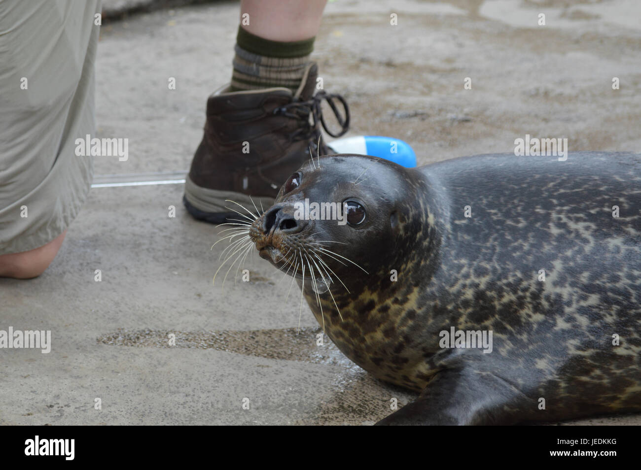 Zookeeper working with a harbor seal Stock Photo - Alamy