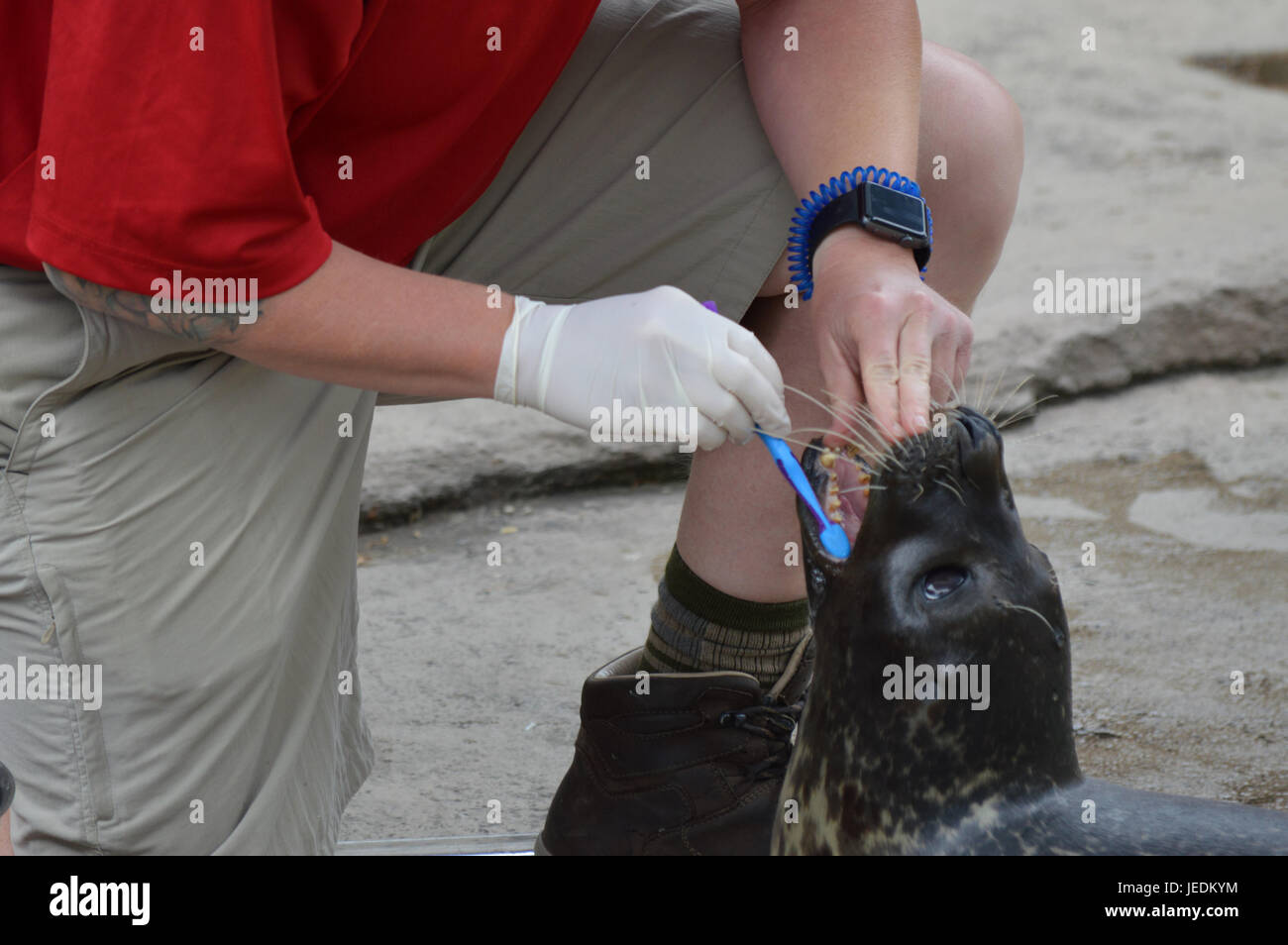 Zookeeper working with a harbor seal Stock Photo - Alamy