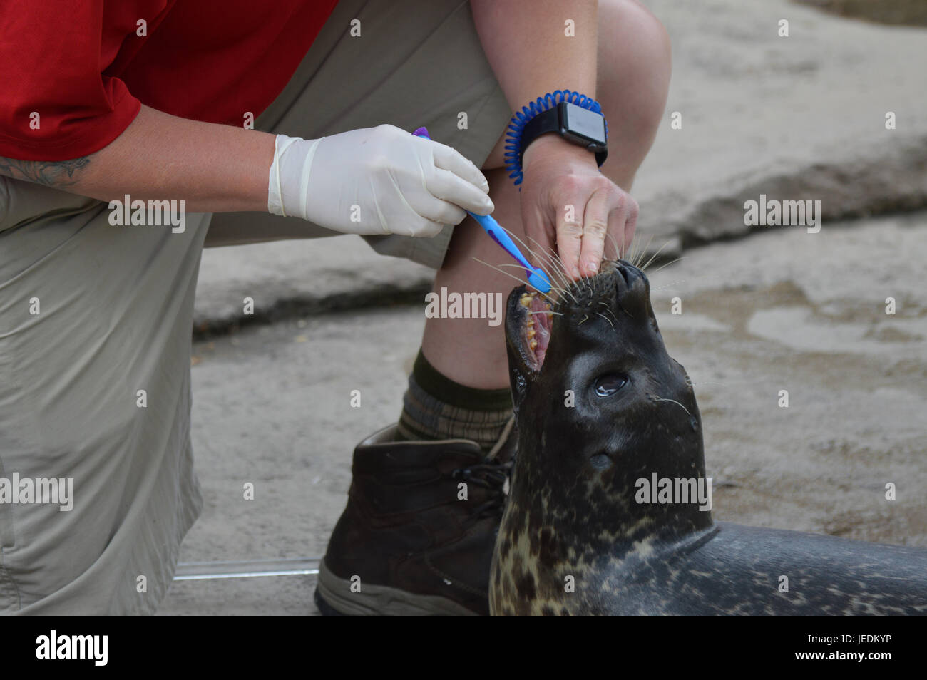 Zookeeper working with a harbor seal Stock Photo - Alamy