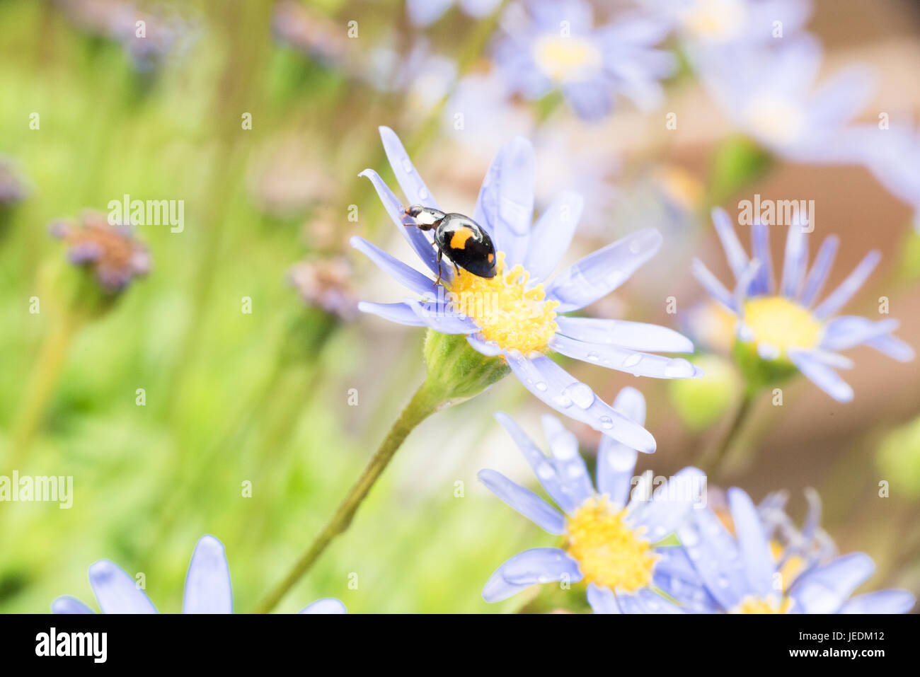 between flower and spring Stock Photo - Alamy