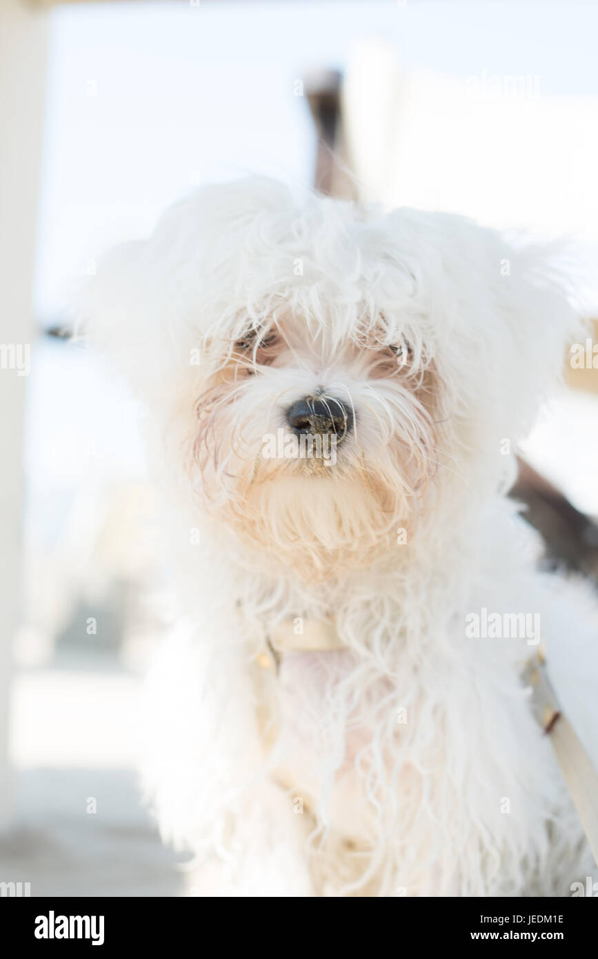Maltese puppy hi-res stock photography and images - Alamy