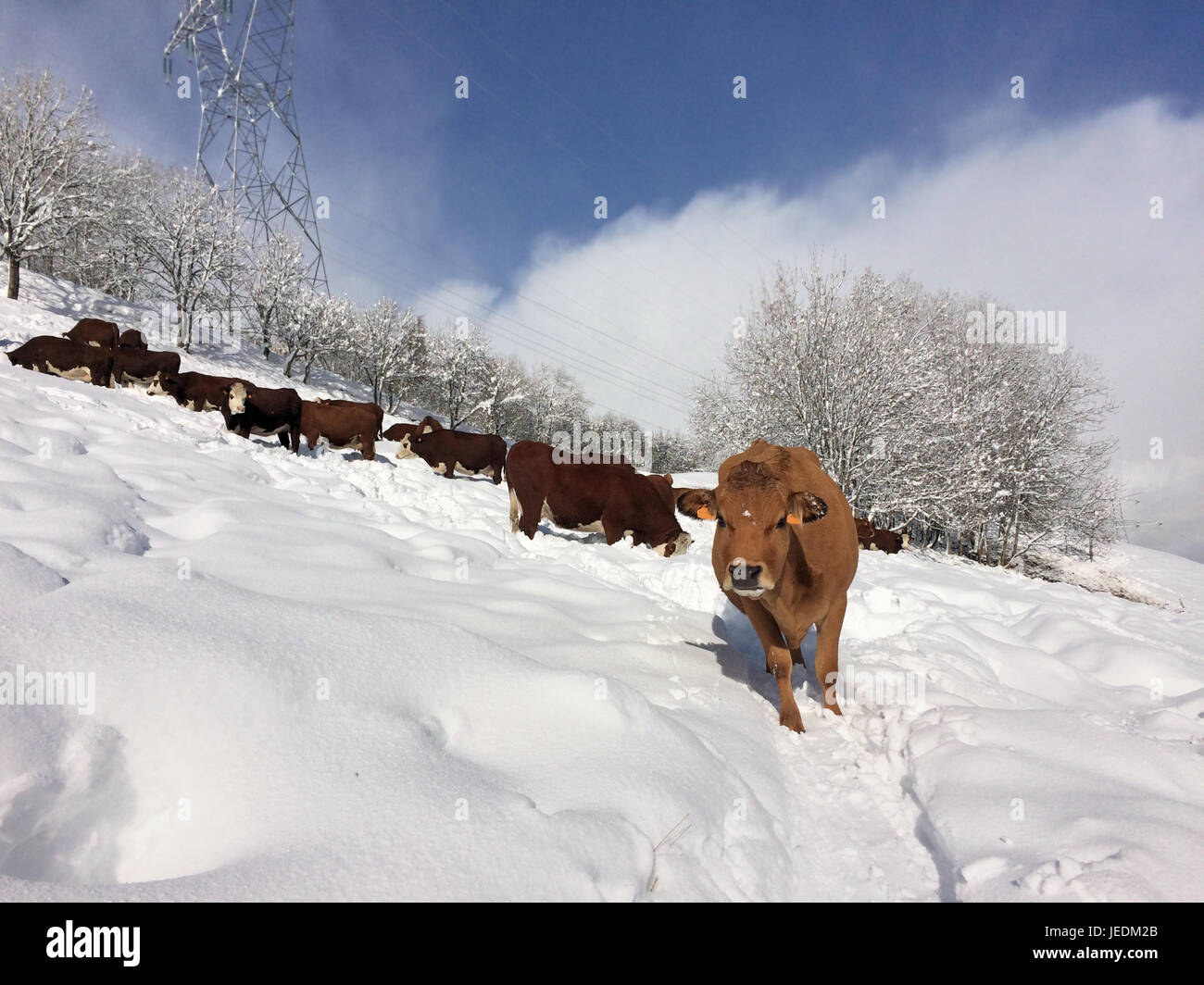 rustic cows on the snow in alpine mountain Stock Photo - Alamy