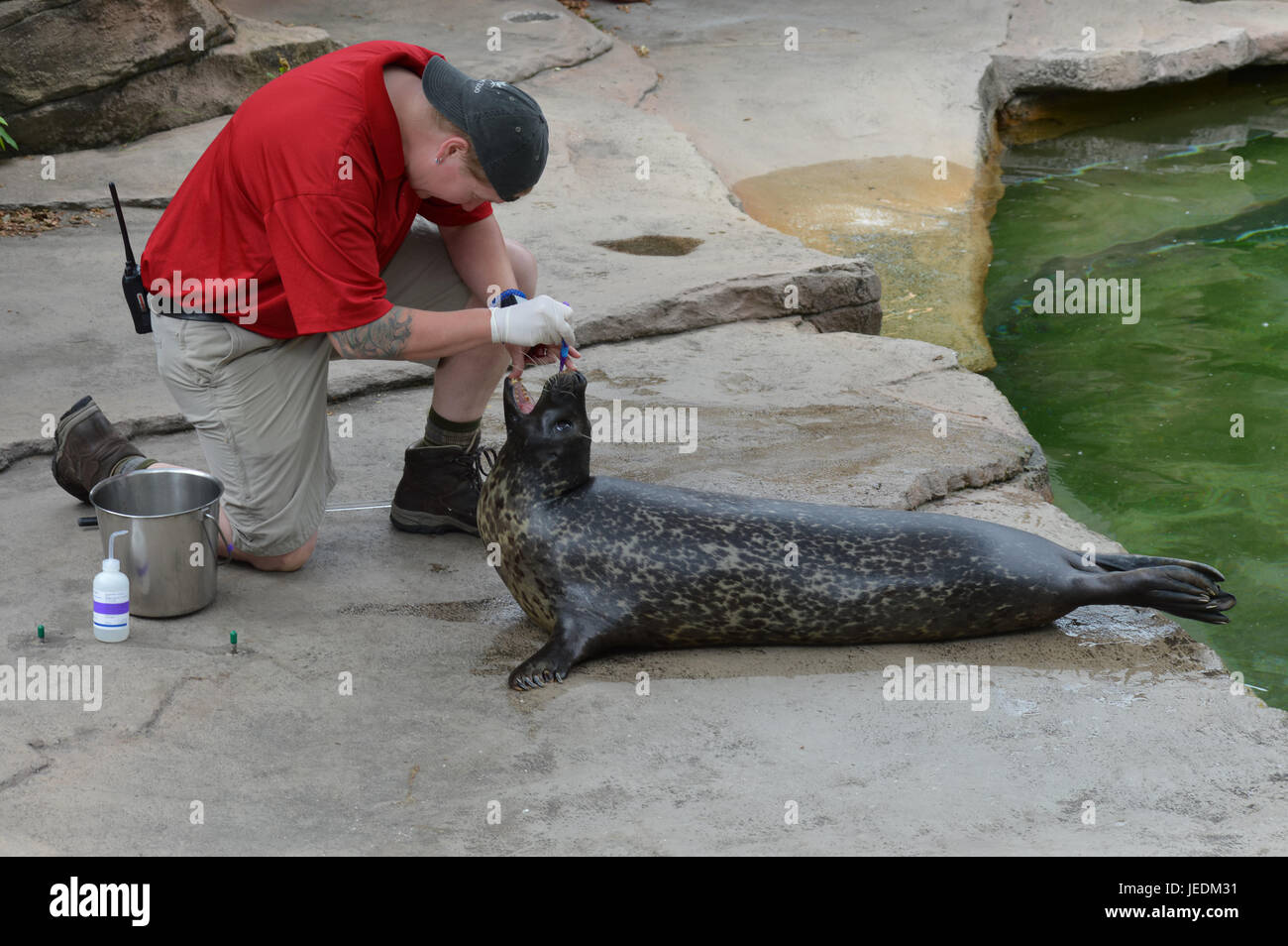 Zookeeper working with a harbor seal Stock Photo - Alamy