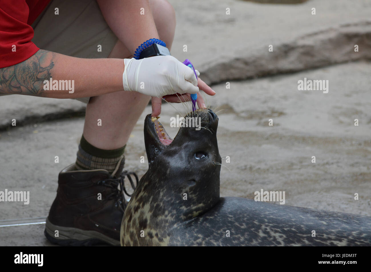 Zookeeper working with a harbor seal Stock Photo - Alamy