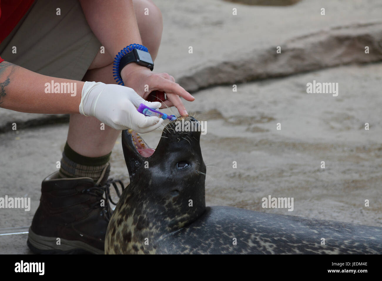 Zookeeper working with a harbor seal Stock Photo - Alamy