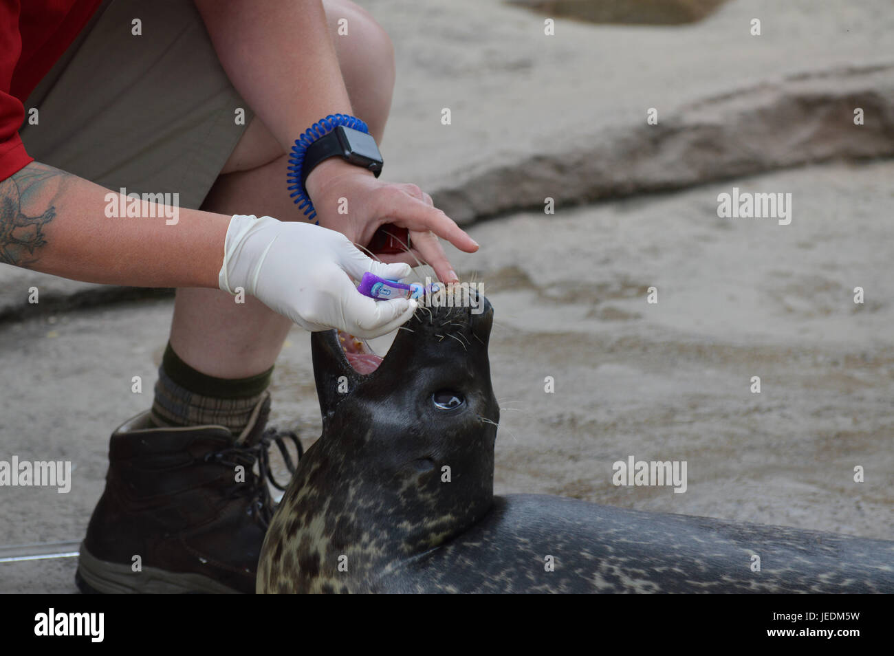 Zookeeper working with a harbor seal Stock Photo - Alamy