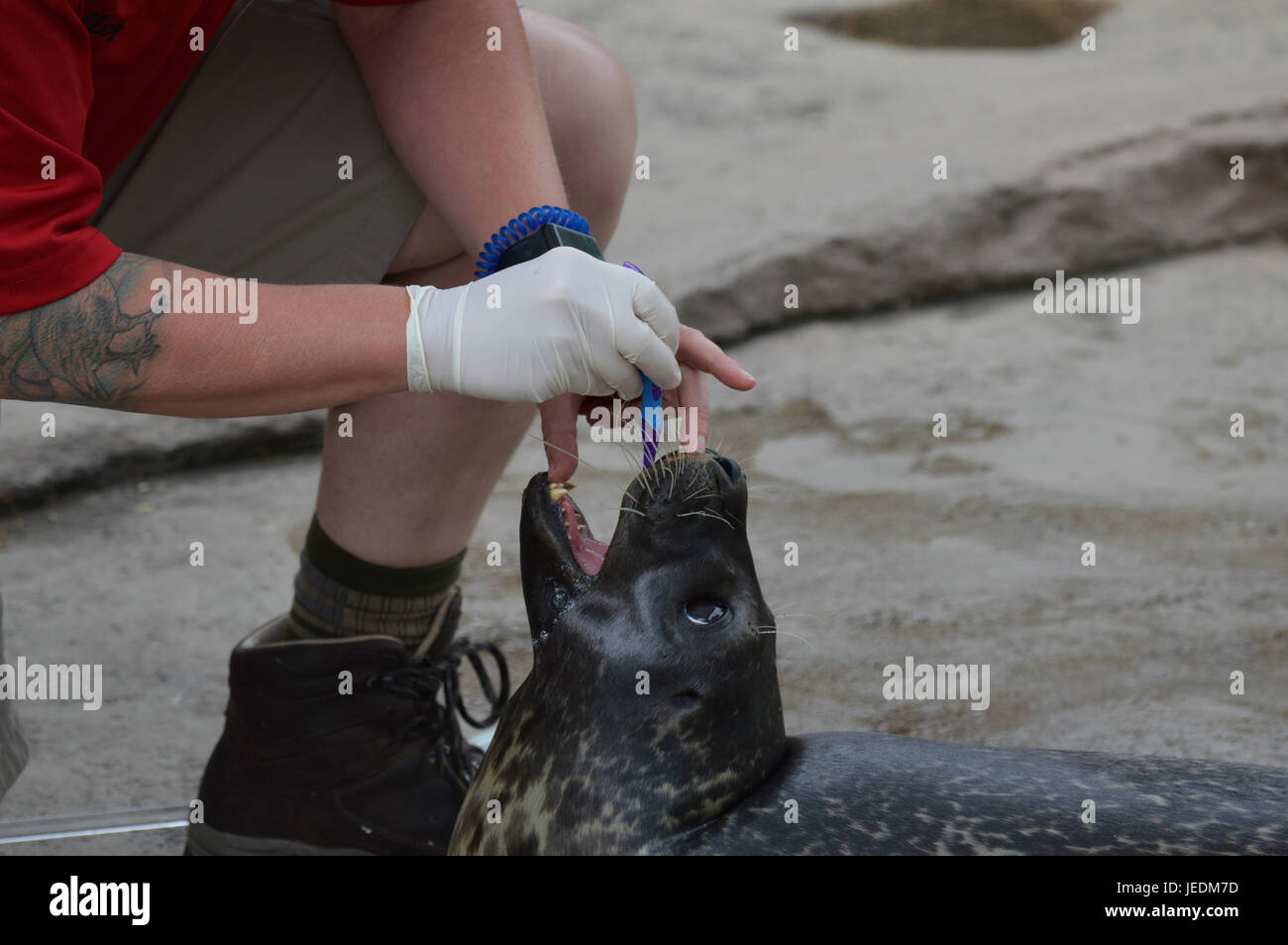Zookeeper working with a harbor seal Stock Photo - Alamy