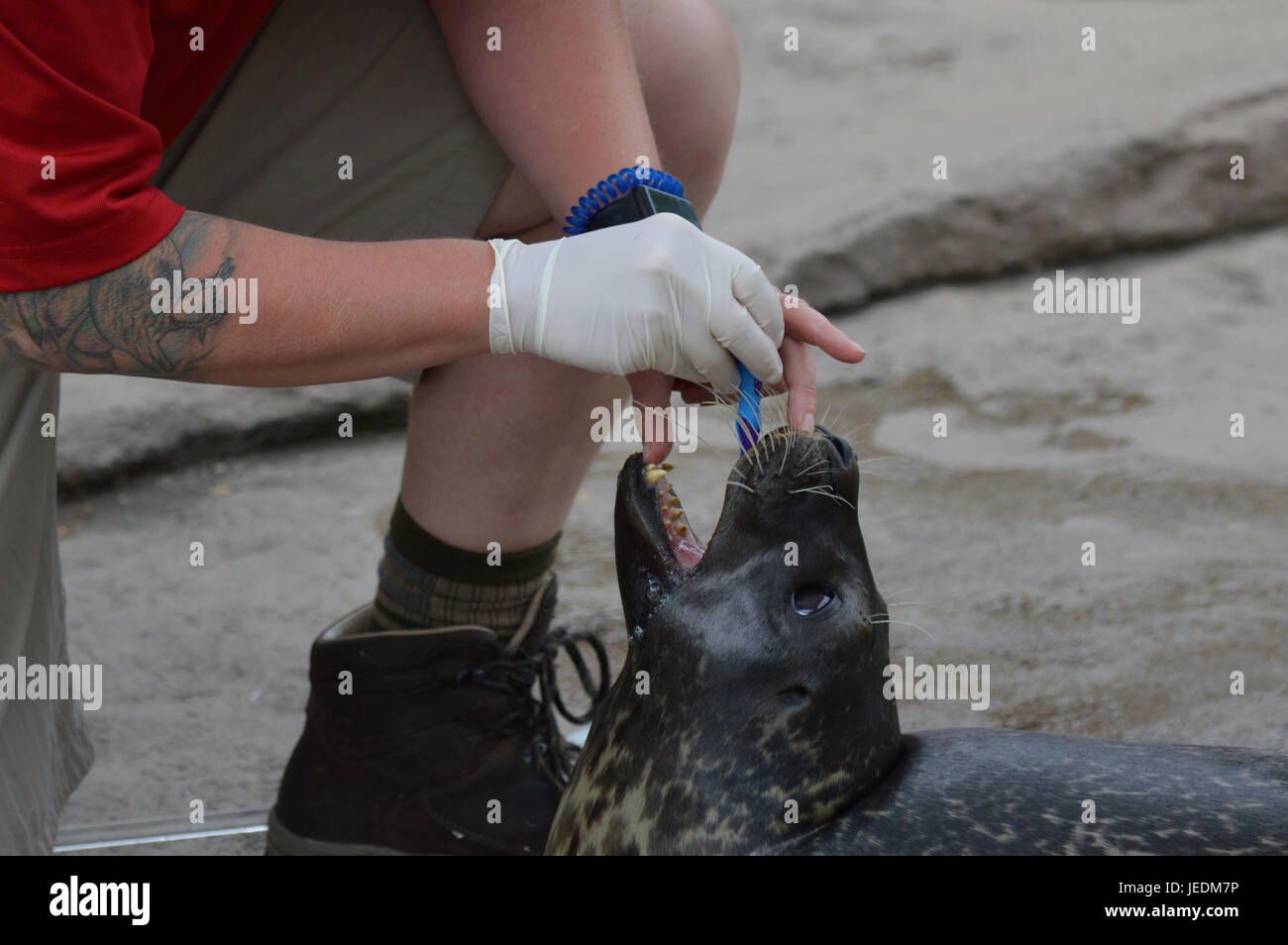 Zookeeper working with a harbor seal Stock Photo - Alamy