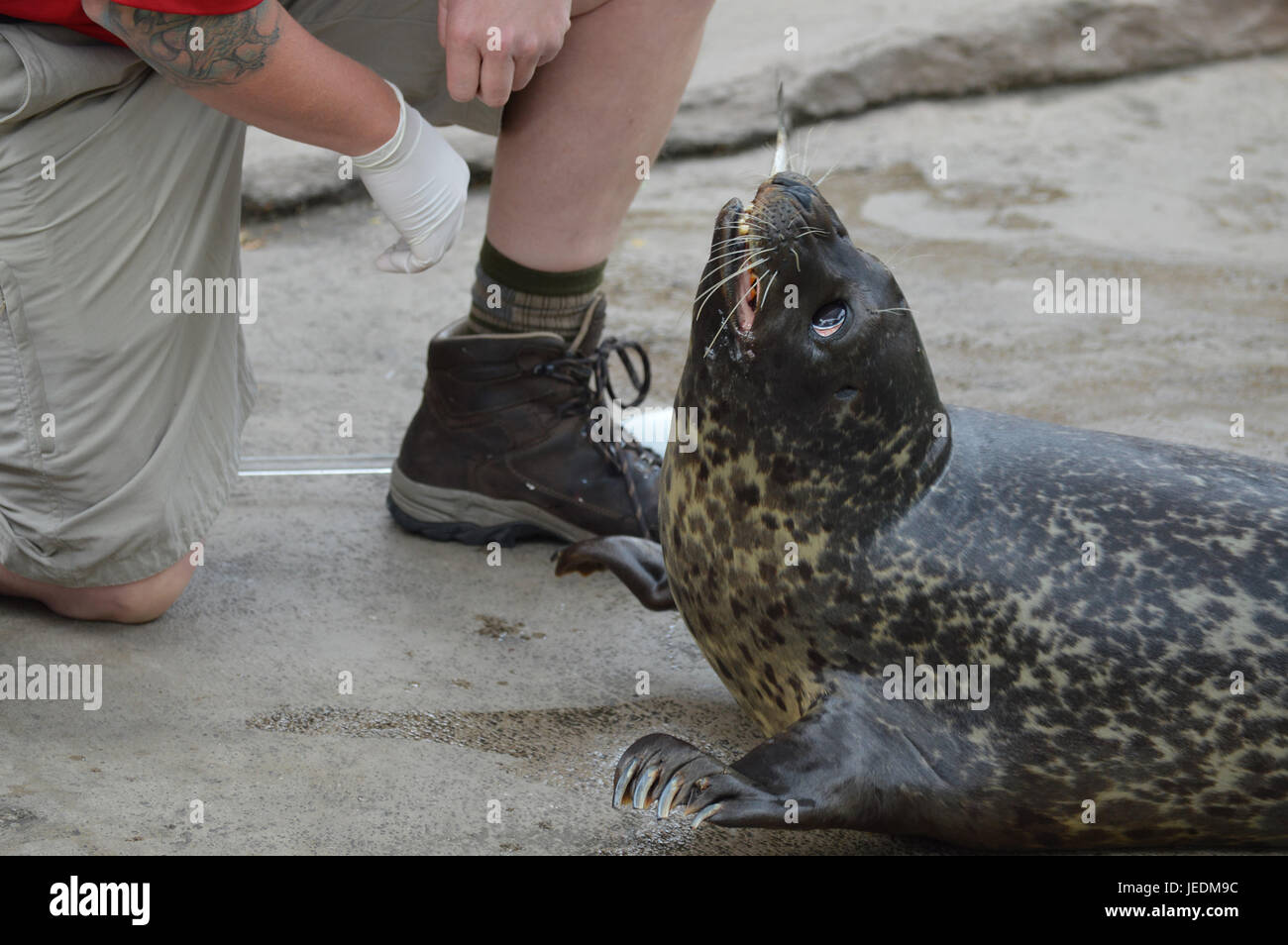 Zookeeper working with a harbor seal Stock Photo - Alamy