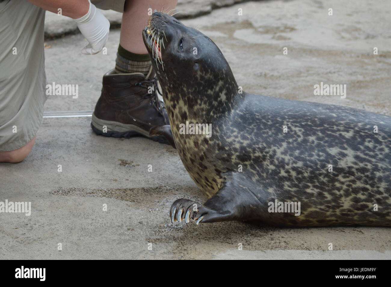 Zookeeper working with a harbor seal Stock Photo - Alamy