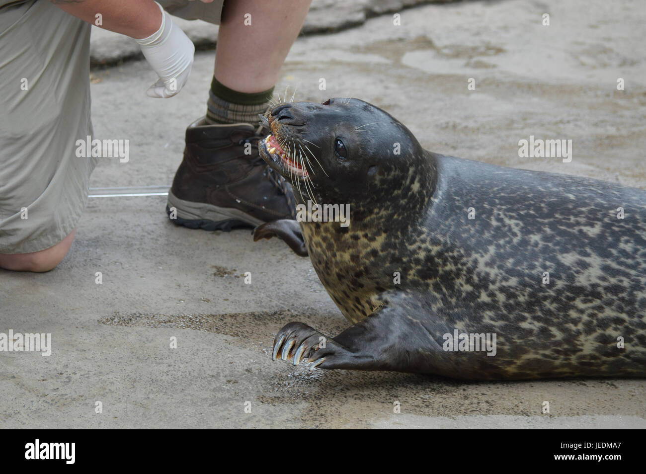 Zookeeper working with a harbor seal Stock Photo - Alamy