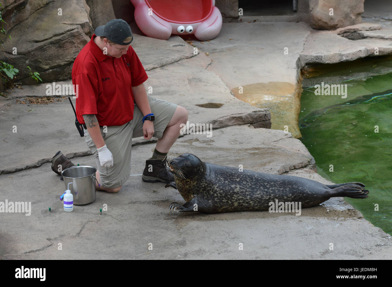 Zookeeper working with a harbor seal Stock Photo - Alamy