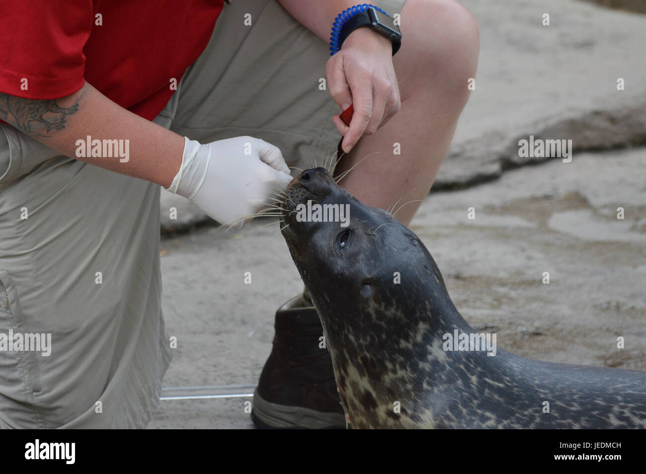 Zookeeper working with a harbor seal Stock Photo - Alamy