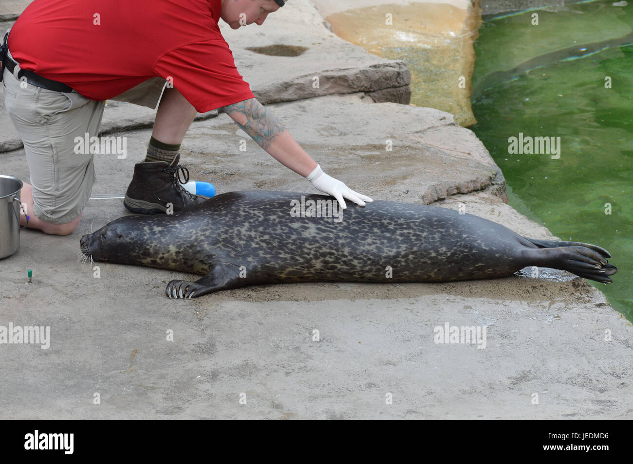 Zookeeper working with a harbor seal Stock Photo - Alamy