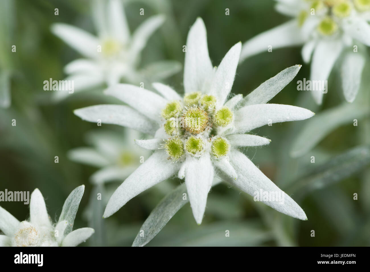 Fresh edelweiss Flowers close up. Selective focus Stock Photo - Alamy