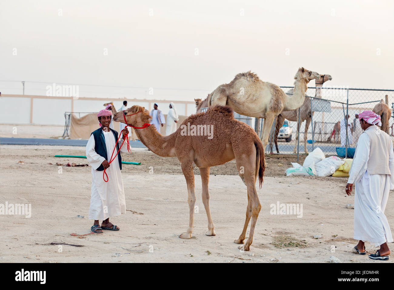 Camel riding qatar hi-res stock photography and images - Alamy