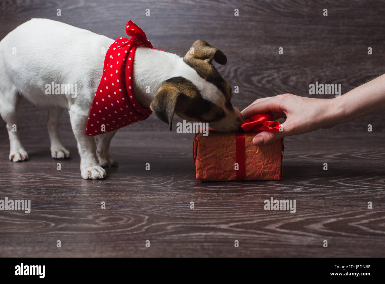 The dog is sniffing festive gift box. Dark wooden background. Dog in a ...
